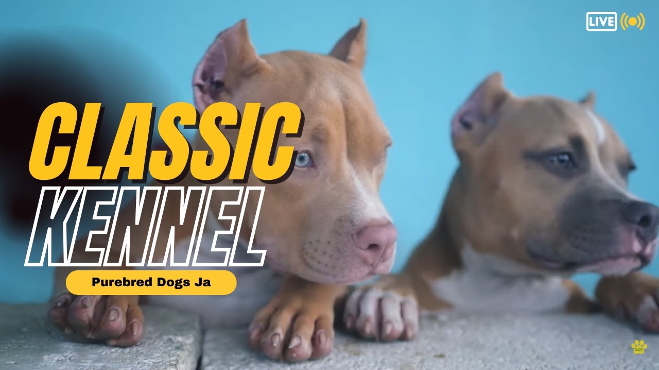 A visit to Classic Kennel| American Bullies - YouTube