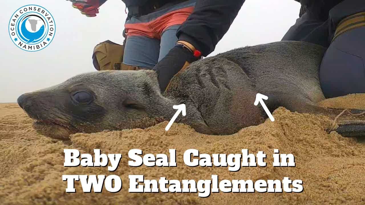 Baby Seal Caught In TWO Entanglements - YouTube