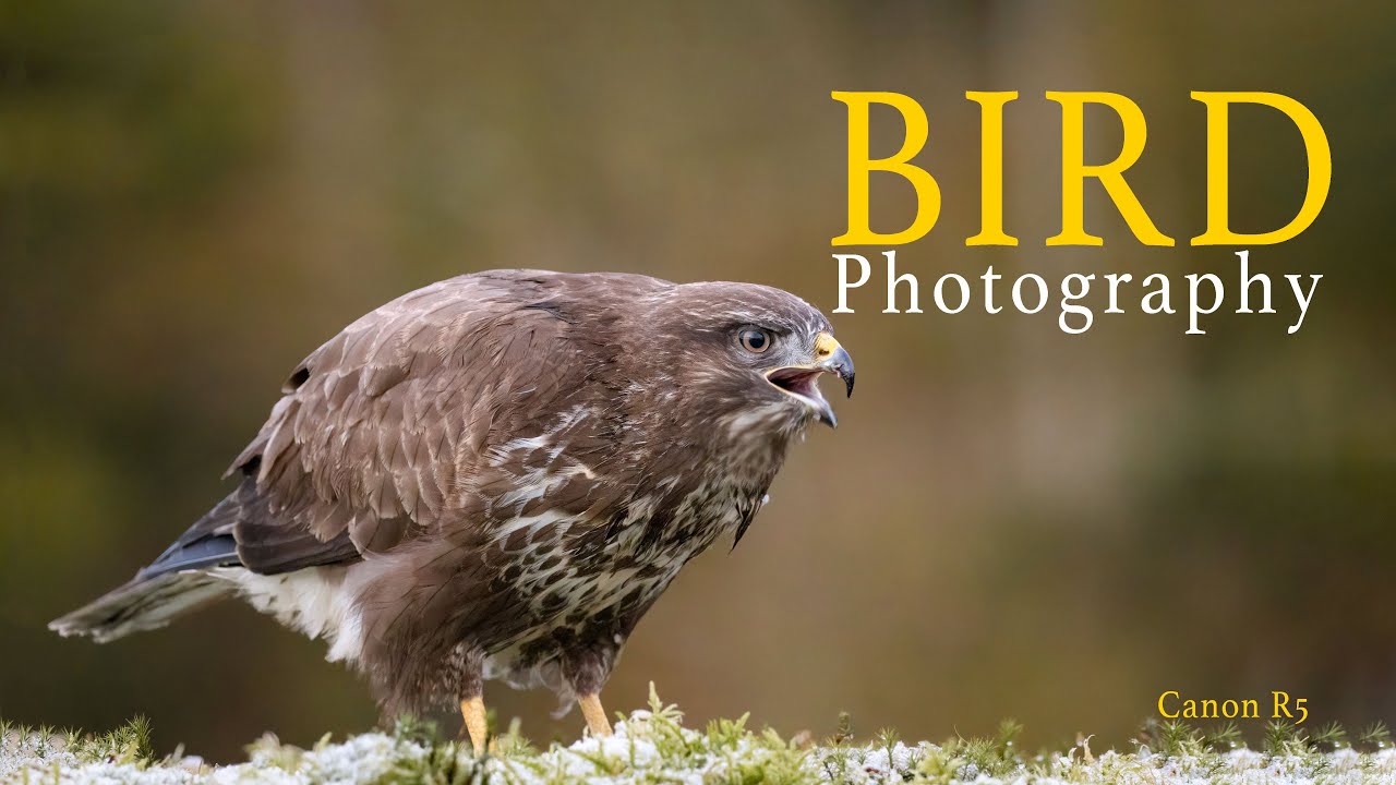 Common Buzzard. Part One - YouTube