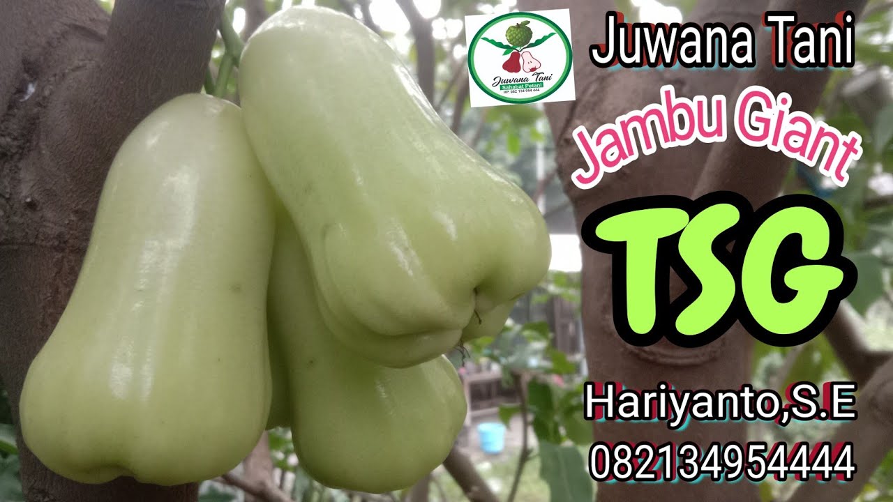 Ternyata jambu Taiwan Super Green ( TSG ) buahnya Super Jumbo besar dan ...