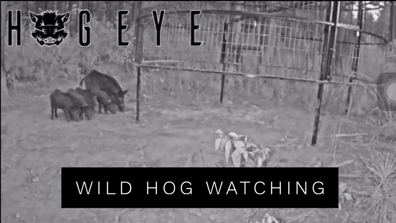 WILD HOG WATCHING 😲😲😲 at Hollis Farms - YouTube