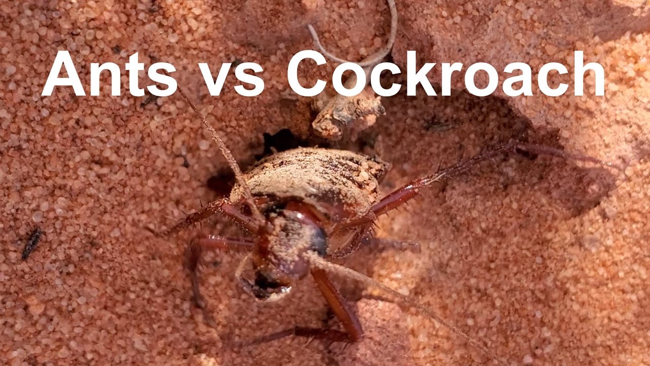 Ants vs Cockroach - YouTube