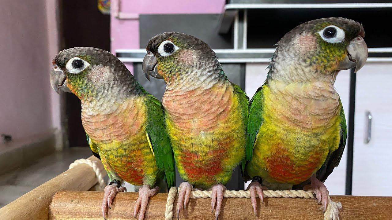 Yellow Sided Conures || June 2022 || Saarims Birdzotic - YouTube