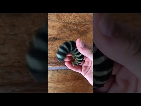 Do Green Maple Caterpillars Sting