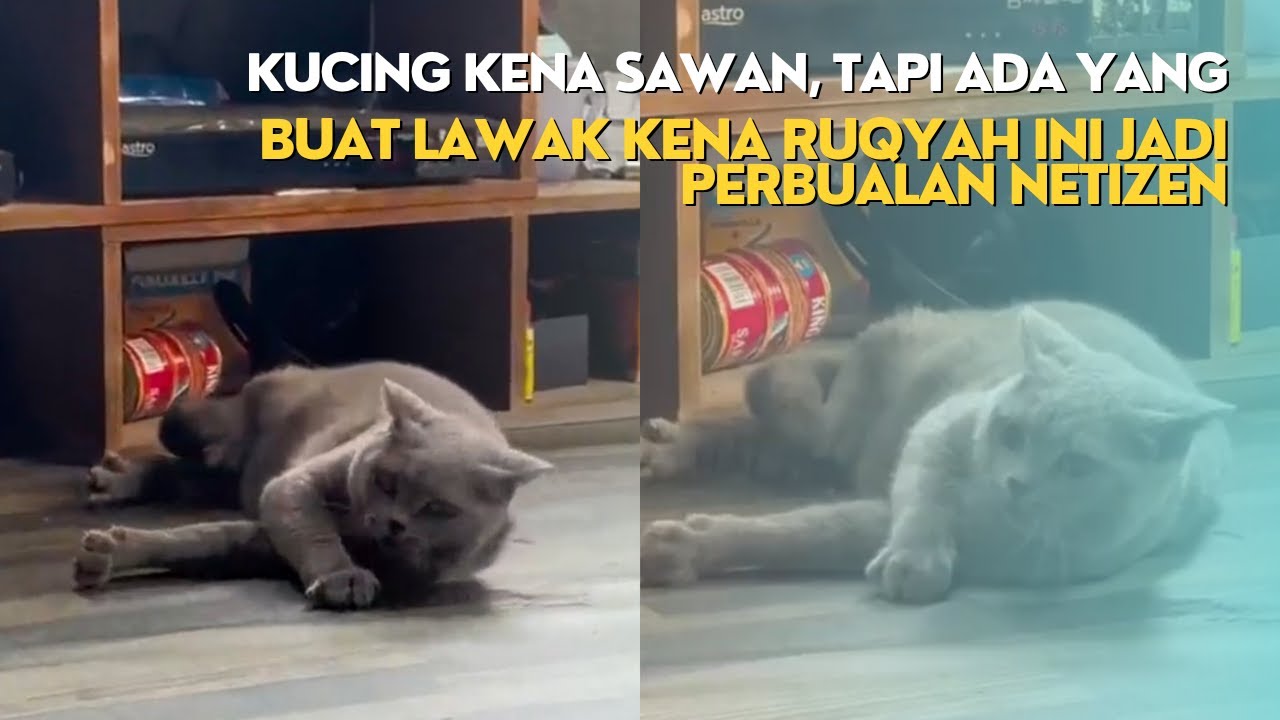 KUCING KENA SAWAN, TAPI ADA YANG BUAT LAWAK KENA RUQYAH INI JADI ...
