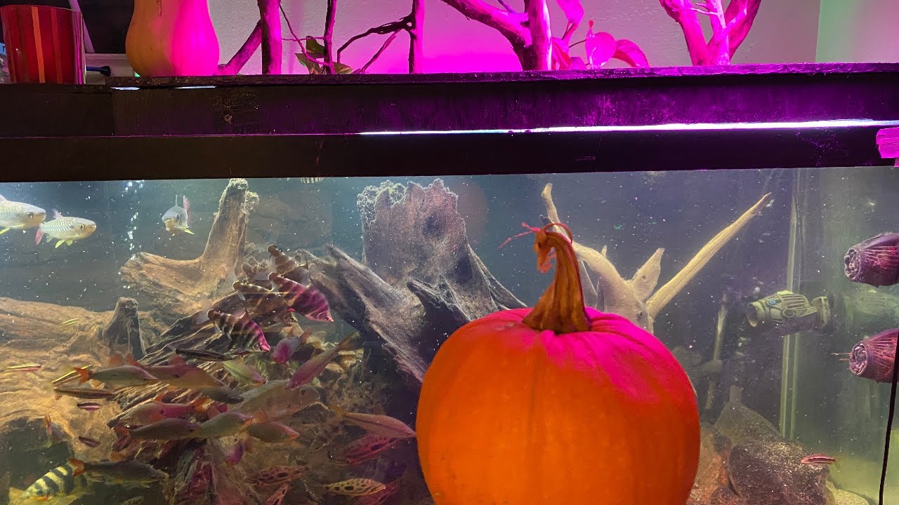 Feeding Leftover Pumpkin to Aquarium Fish November 2022 Update - YouTube