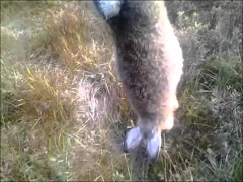 RABBIT SNARING - YouTube
