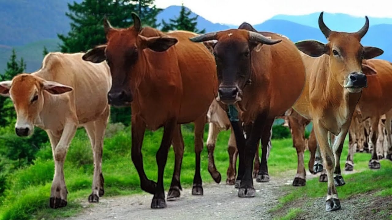 Kawanan Sapi Lembu Gemuk Melintasi Jalan Menuju Ke Kandang - YouTube