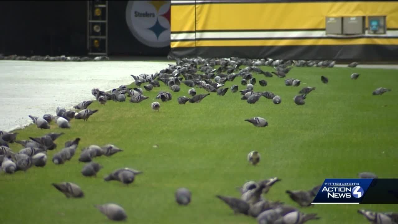 Pigeons invade Acrisure Stadium - YouTube