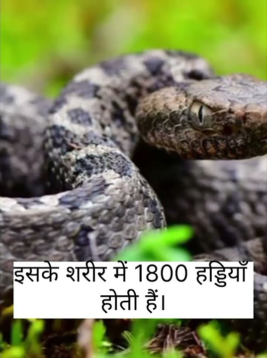 अजगर के बारे में आश्चर्यजनक फैक्ट्स।Amazing Facts About Python Snake ...