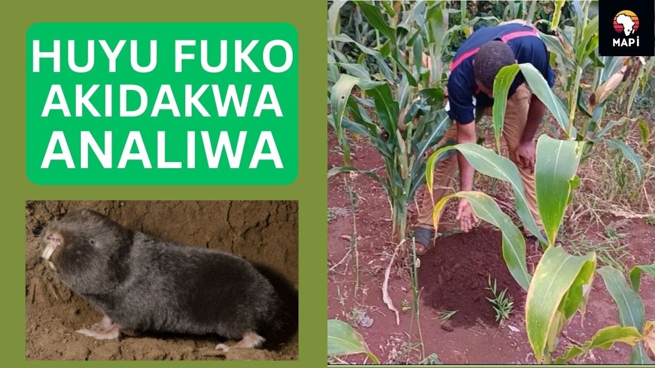 Fuko Anavoharibu Viazi Vikuu na Mazao Mengine Rombo #rombo #kilimo # ...