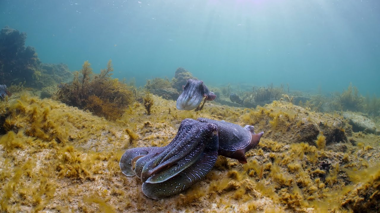 10 Hours - Beautiful Cuttlefish And Relaxing Music - Ambience for Sleep ...