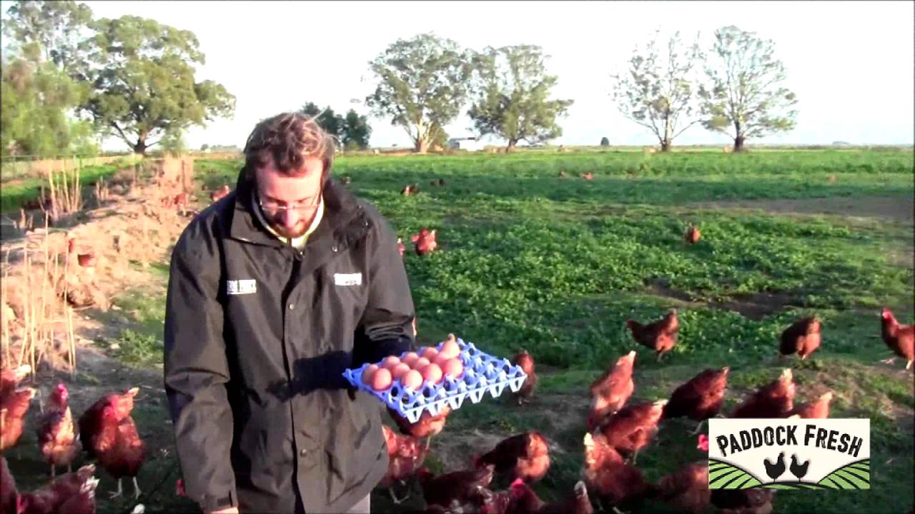 Farm Chicken eggs - PADDOCK FRESH - YouTube