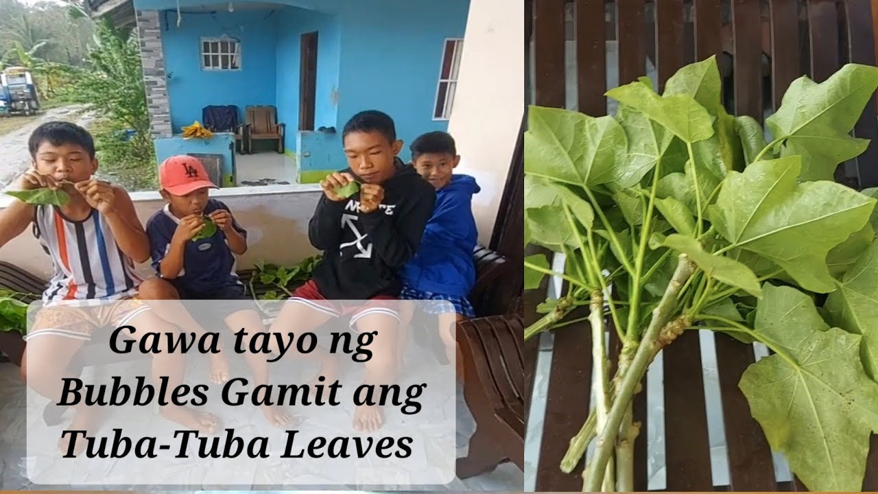 GUMAWA SILA NG BUBBLES GAMIT ANG DAHON NG TUBA-TUBA - YouTube