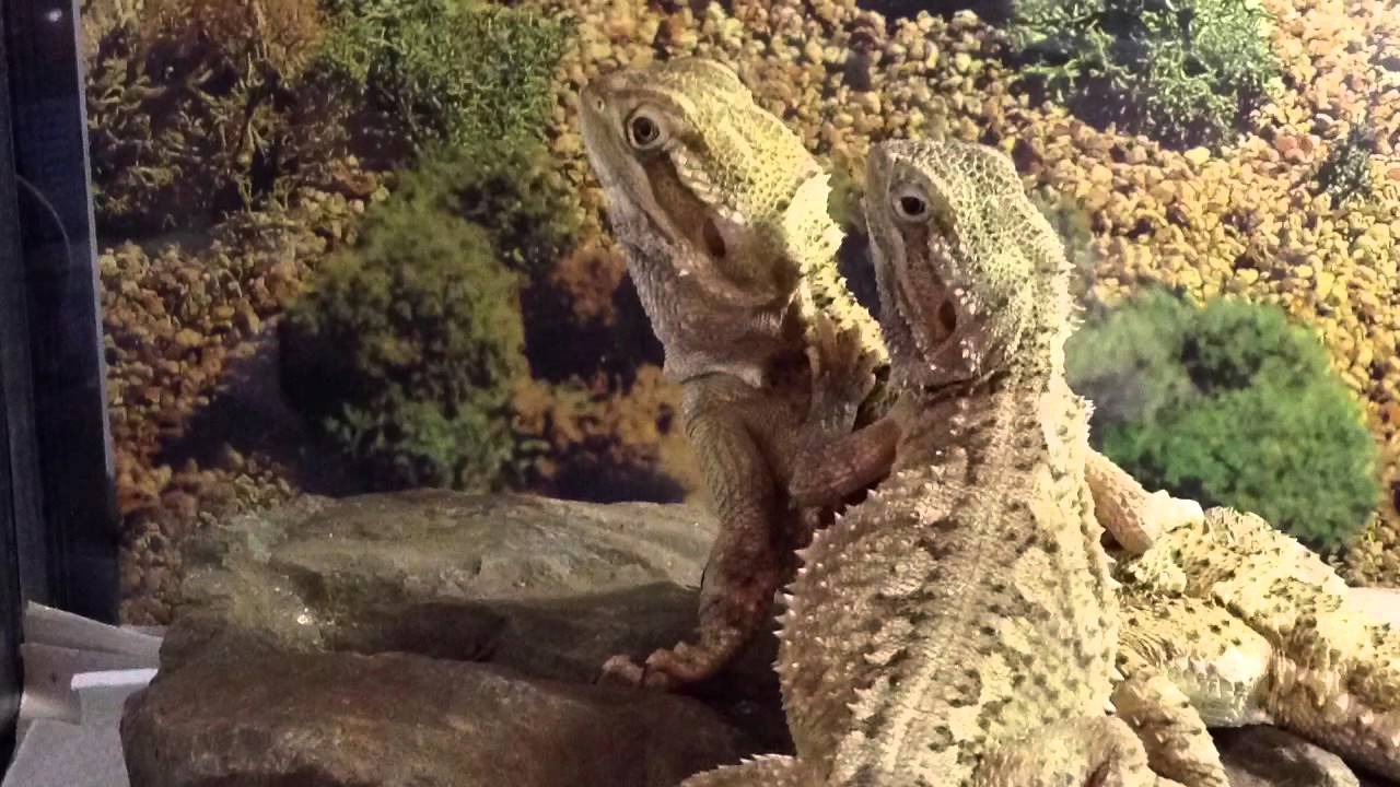Rolling in the deep | Lizard style - YouTube