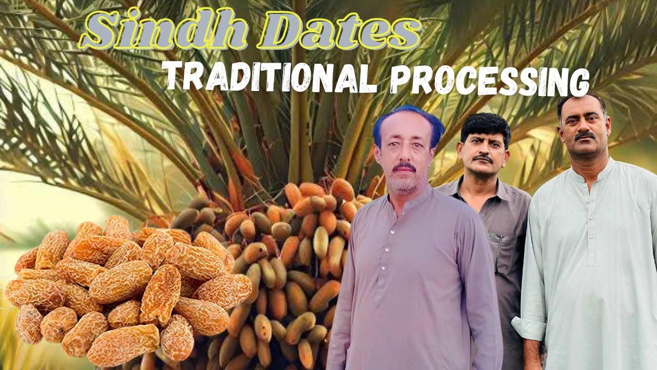 Khajoor Traditional processing in pakistan 2024 |khajoor pakane ka ...
