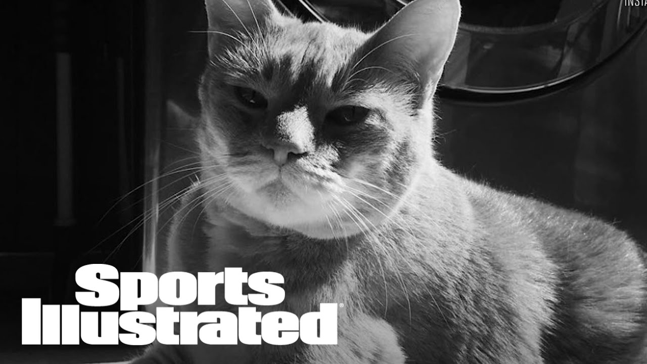 A film noir of Matt Duffy's cat Skeeter alone and sad | Sports ...