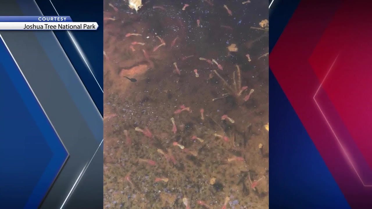 Fairy Shrimp spotted at Joshua Tree National Park after rain fills ...