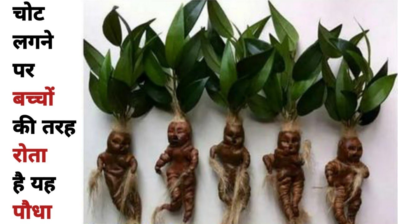 This plant cries like a child।dangerous trees, ajeeb ped, amazing trees ...