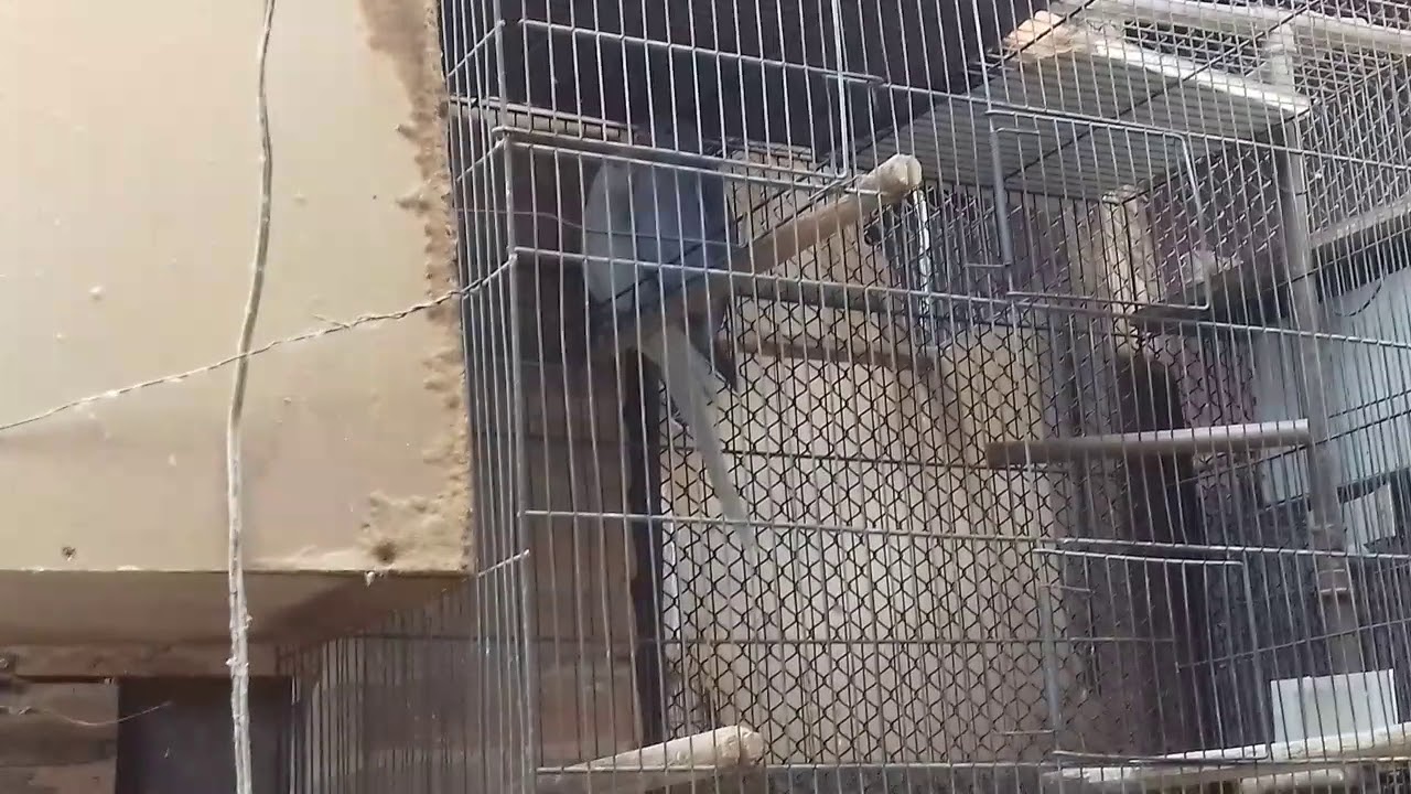 RING NECK PALLID AZUL, PALLID VERDE CINZA /AZUL, VIOLETA E COBALTO ...