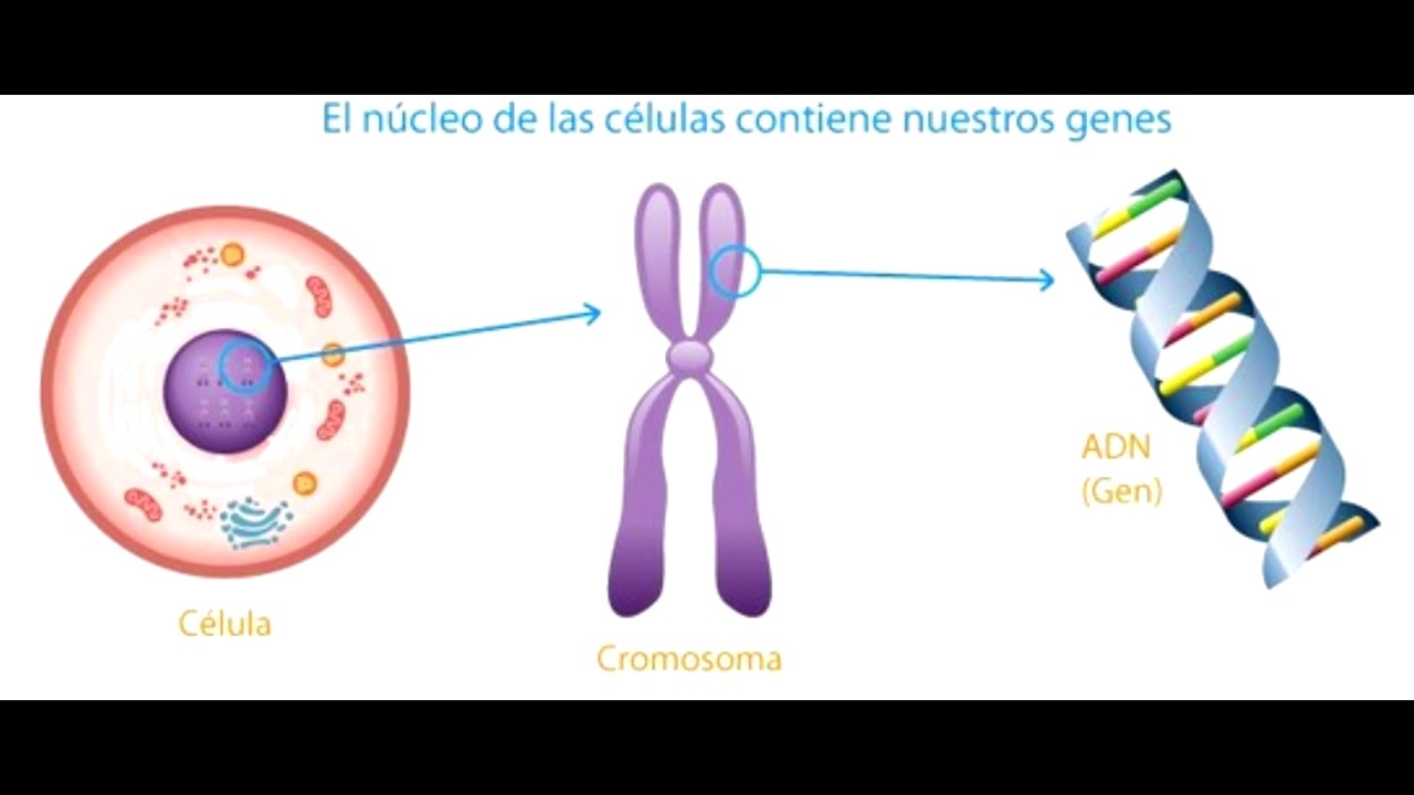 ¿Qué es la Genética - YouTube