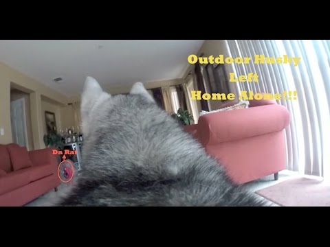 GoPro Camera On My Outdoor Husky Left Home Alone!! - YouTube