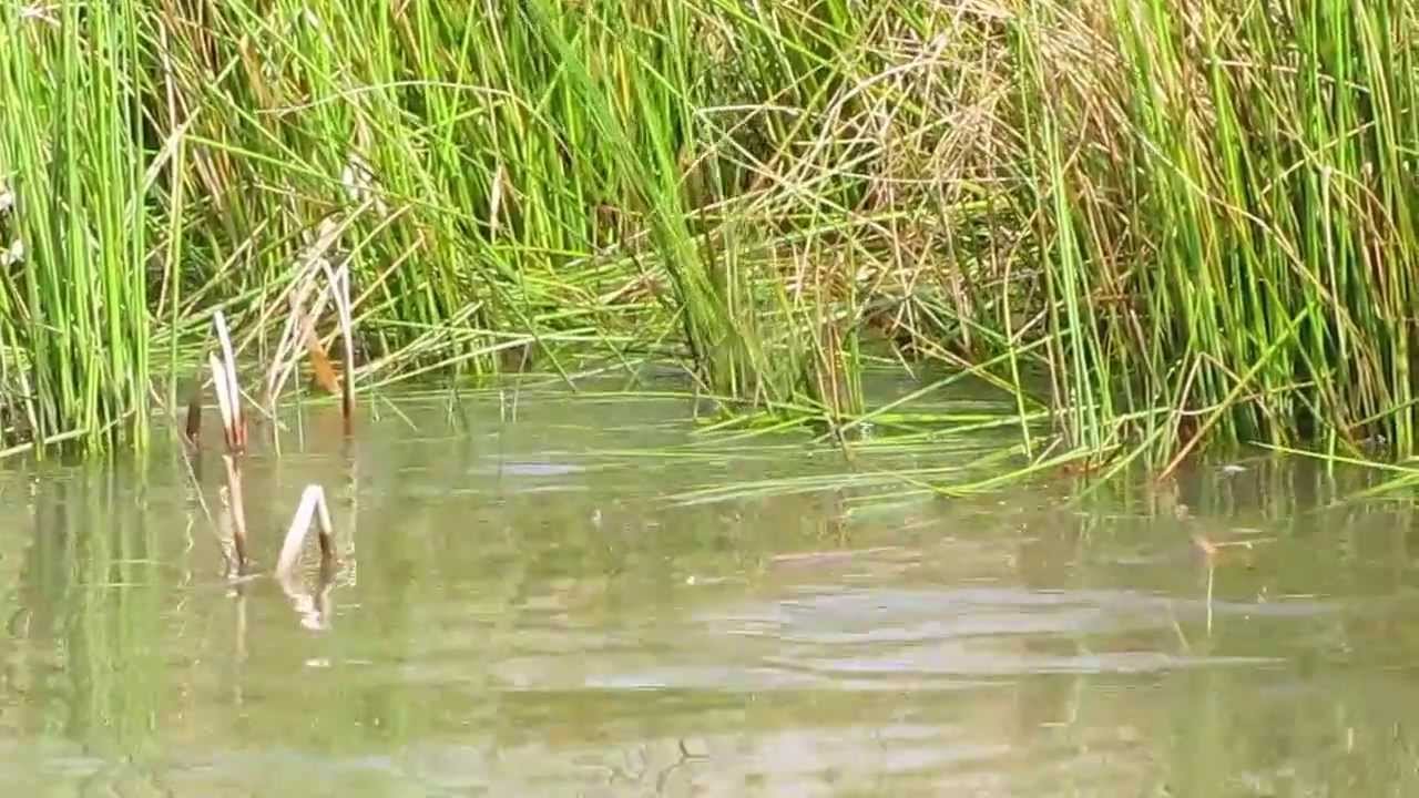 Mrijest sarana na jezeru Smoluca - YouTube