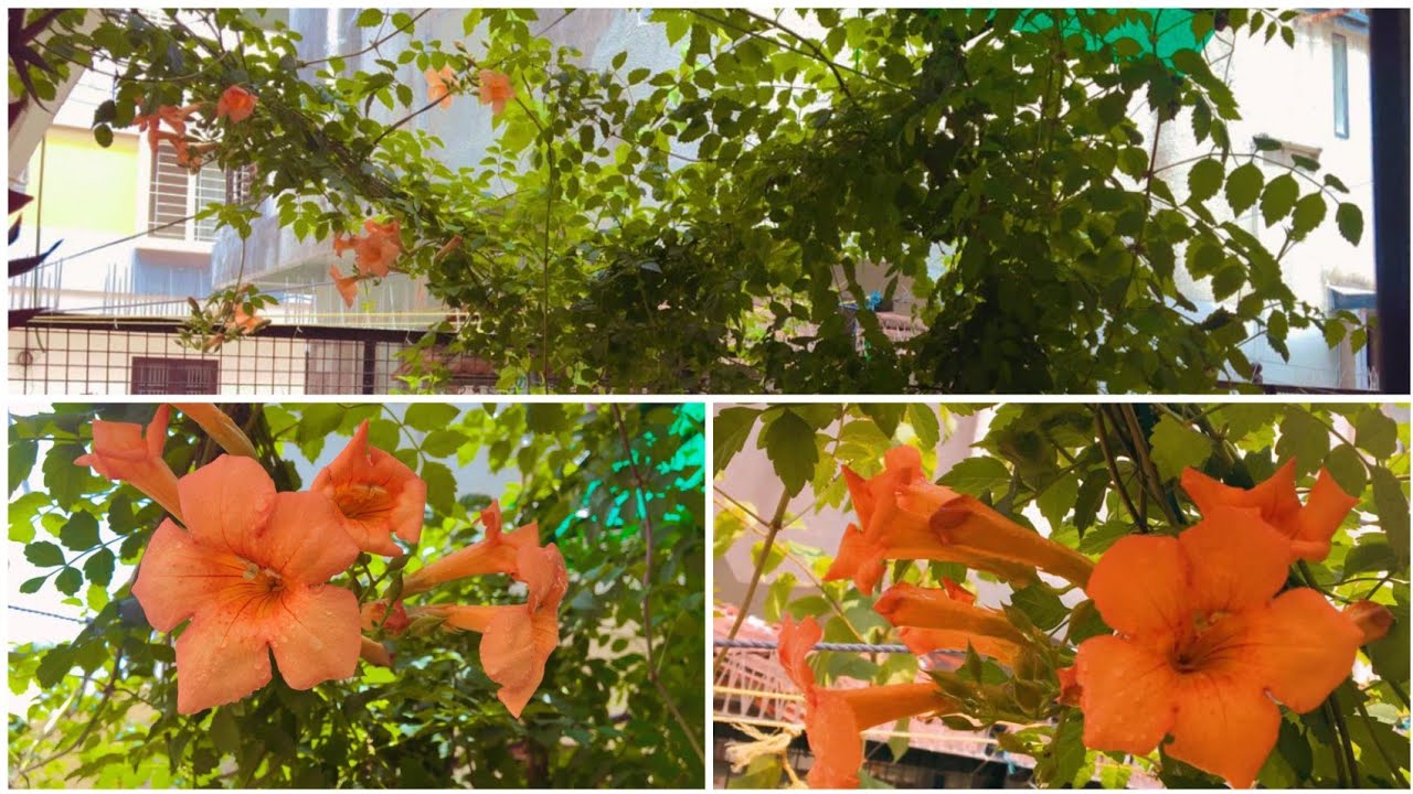 Tecoma Vine/ Trumpet Creeper plant care and growing tips..! - YouTube