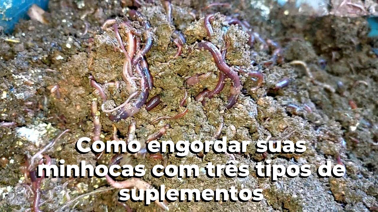 Tipos De Minhocas Siro Húmus De Minhoca 11L