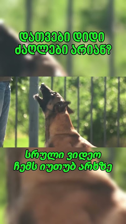 დათვები დიდი ძაღლები არიან Youtube