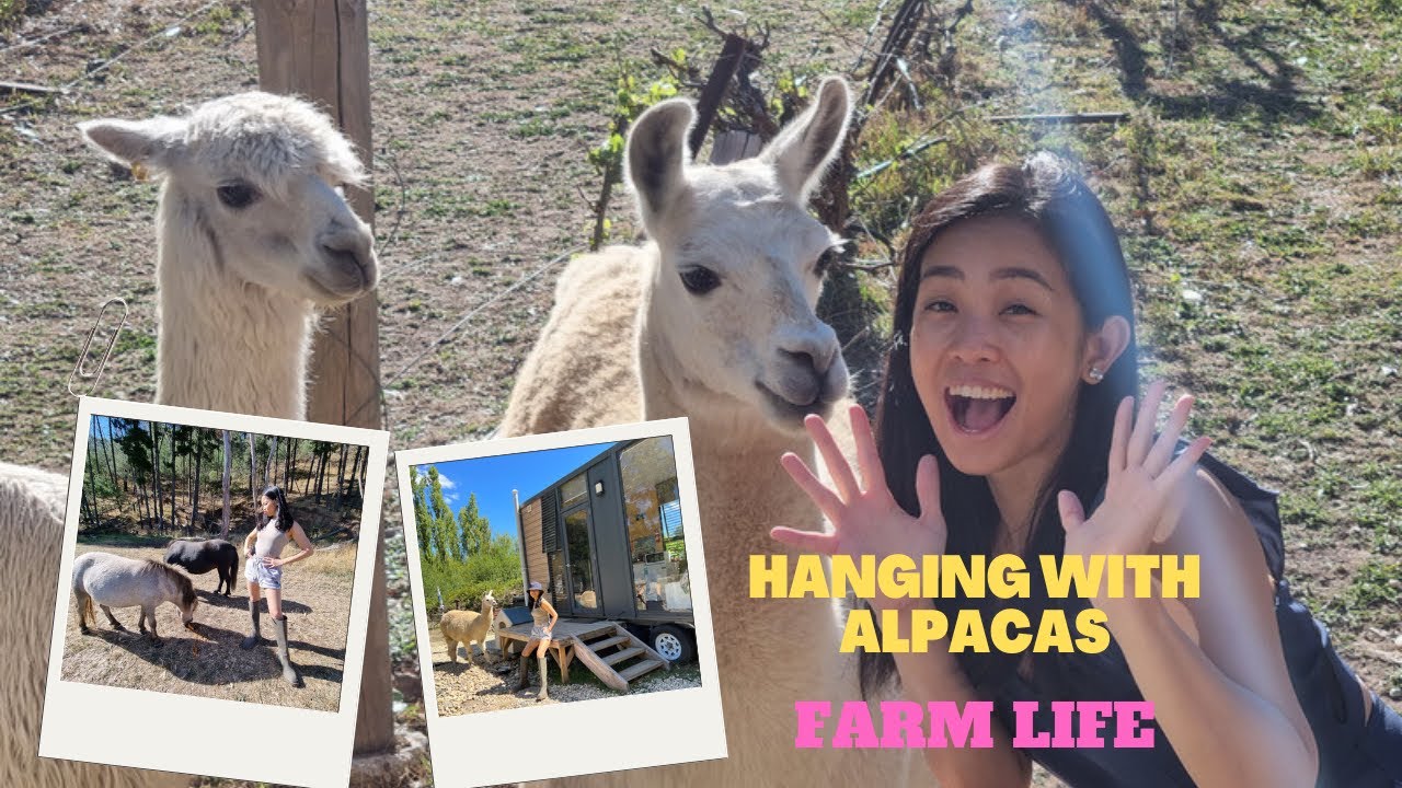 Living with the Alpacas| Tiny House | Farm Life | Melbourne - YouTube