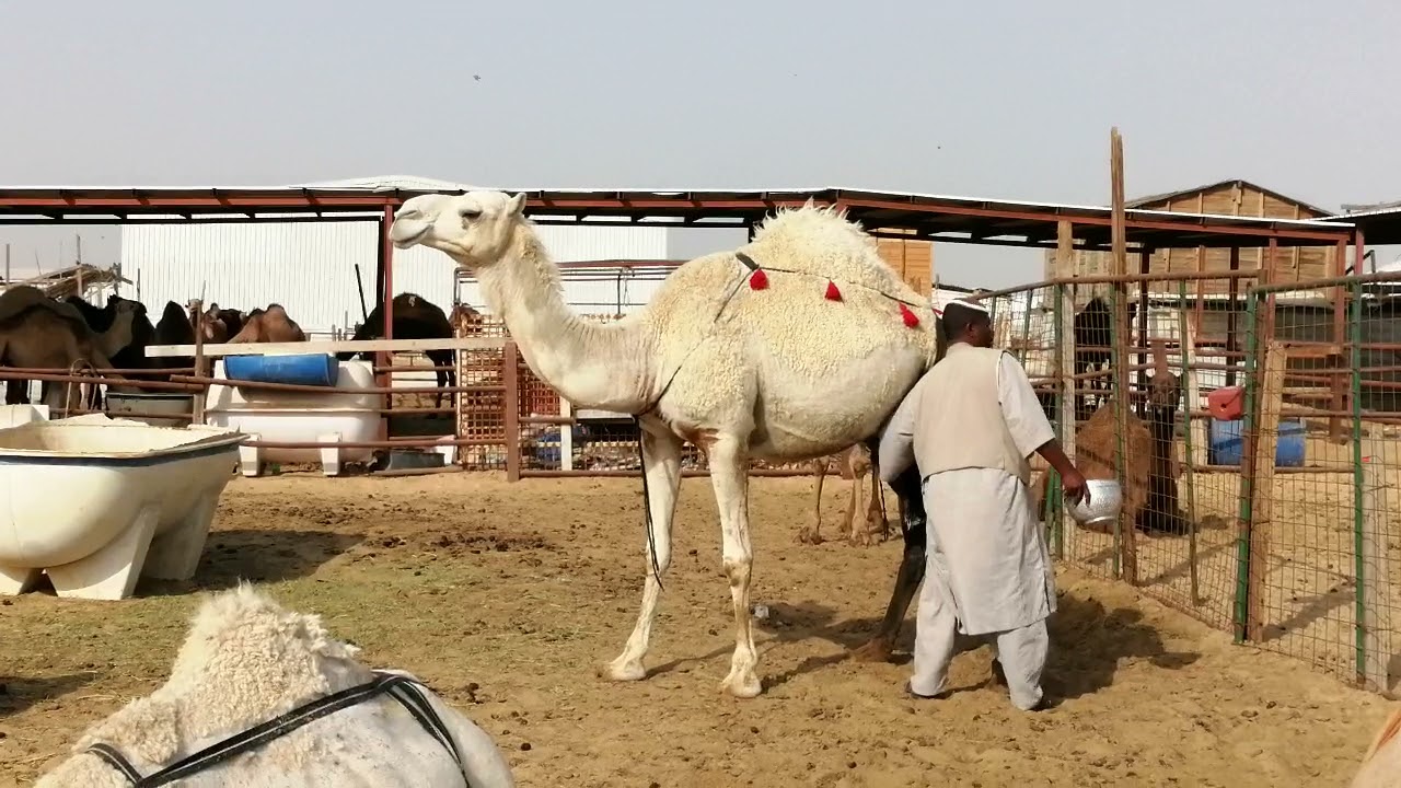 Cattle market | dammam Cattle market | camel farm saudi arabia - YouTube