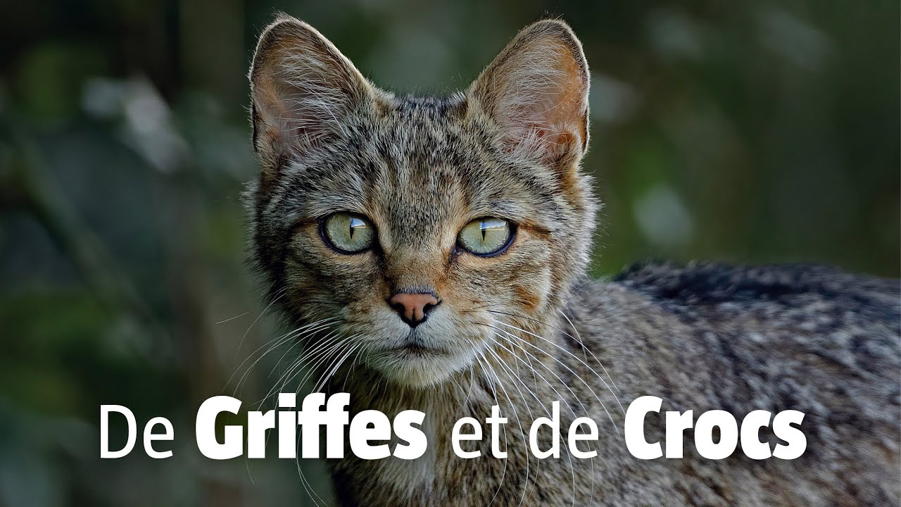 De Griffes et de crocs - Bande-annonce SalamandreTV - YouTube