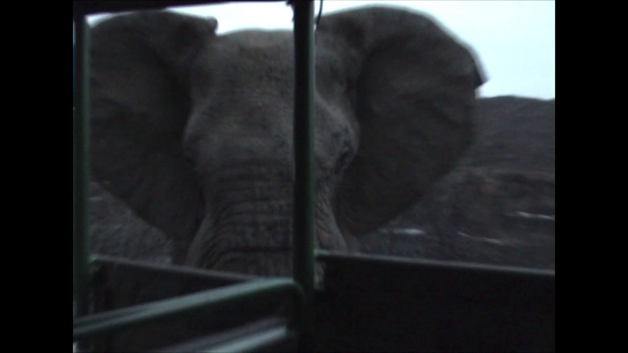 Elephant attacking a Safari Vehicle - YouTube
