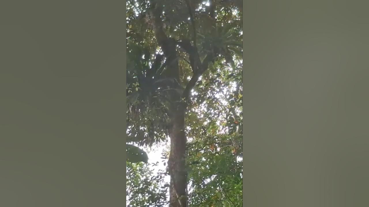 Panen buah lai kalimantan - YouTube
