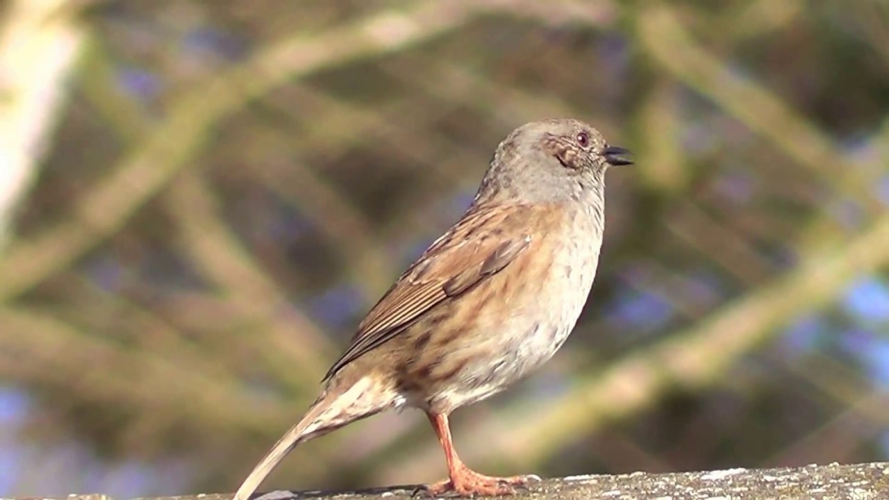 Dunnock singing in tree - YouTube