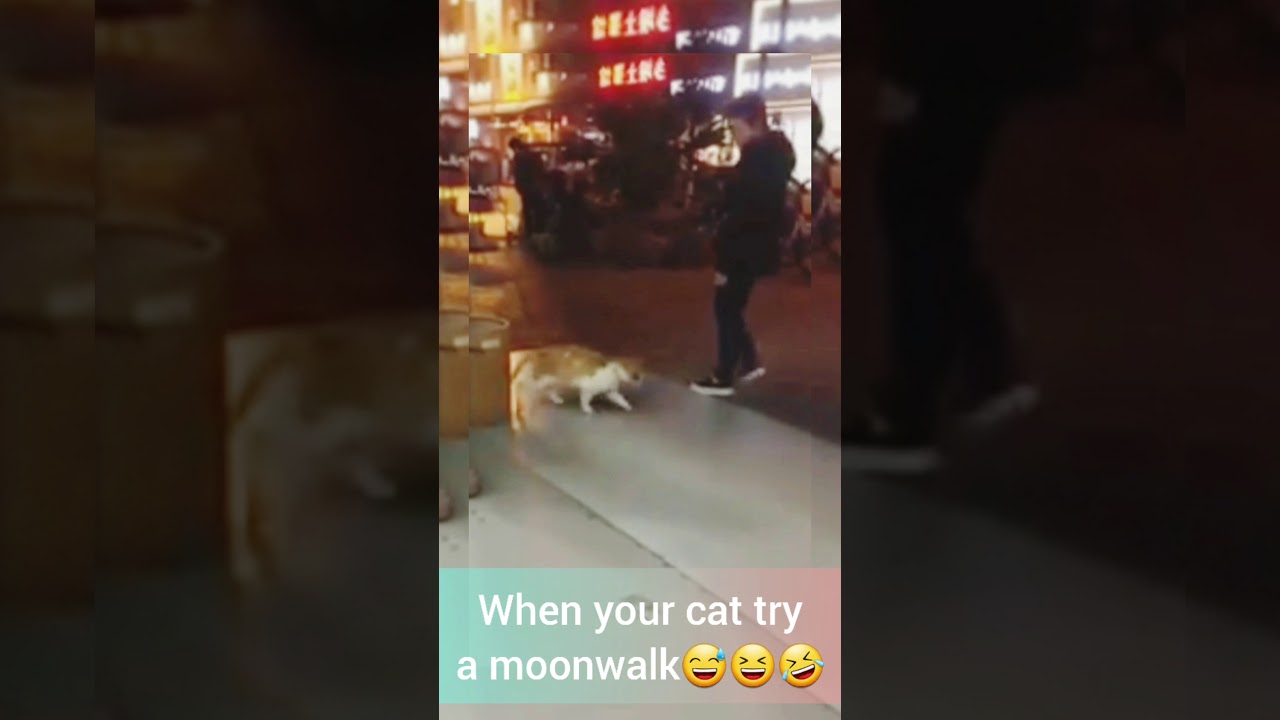 when your cat try a moonwalk🤣 - YouTube