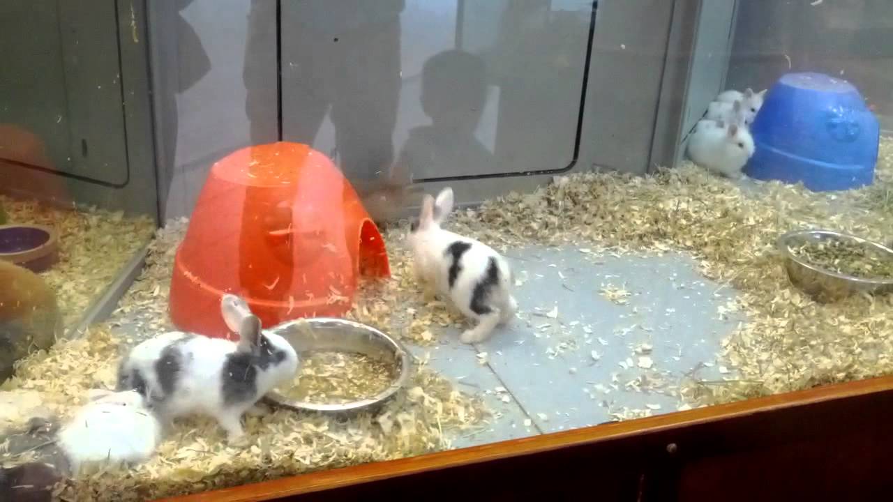 The Ultimate Bunny Fight!!! - YouTube
