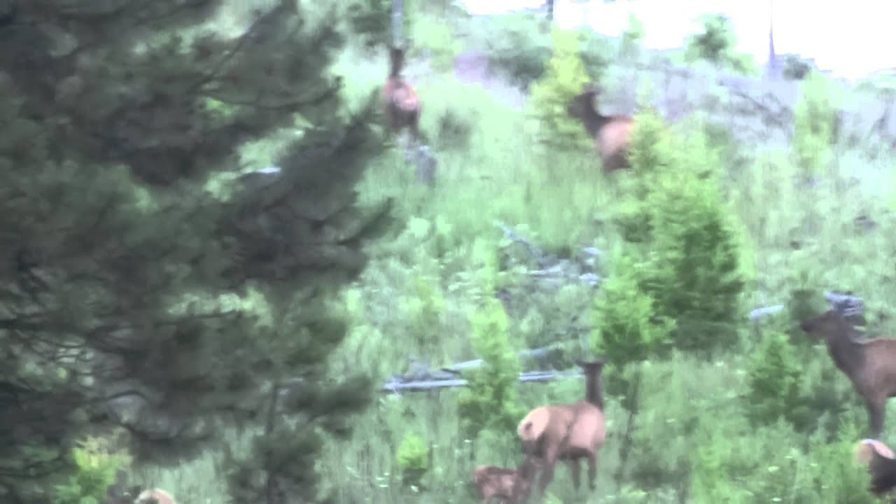 Sled Springs Elk 2 - YouTube