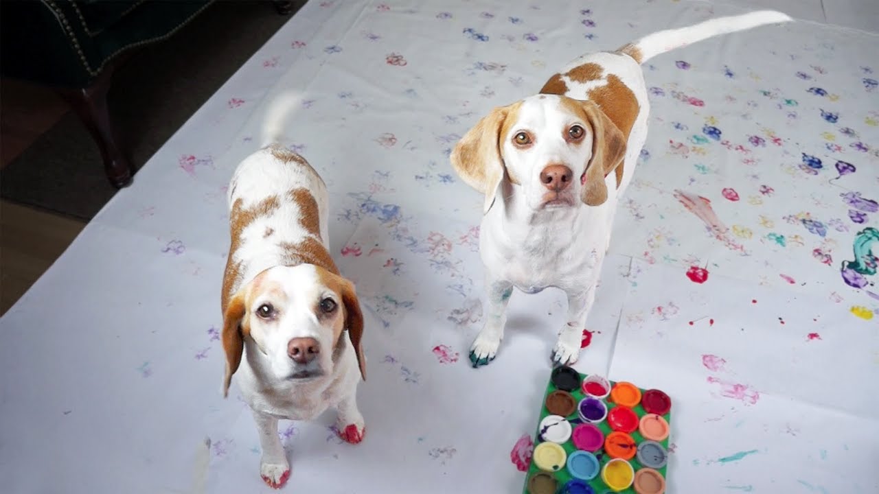 Dogs Have Fun Painting: Cute Dogs Maymo & Penny - YouTube