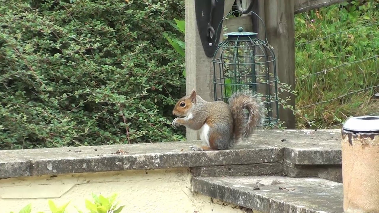 Squirrel caged nuts - YouTube