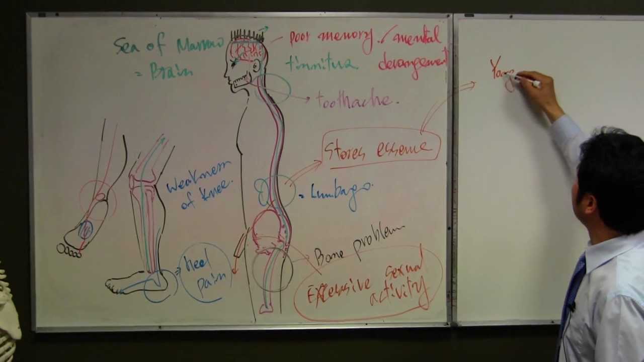 BYUNG CHOI: TCM THEORY: KIDNEY ORGAN: KIDNEY ESSENCE: KIDNEY CHANNEL ...