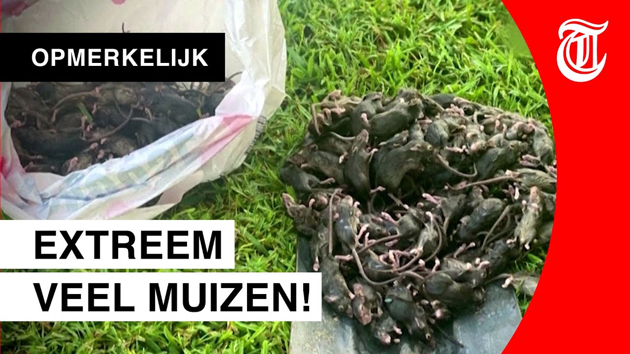 Zien: bizarre muizenplaag teistert Australische deelstaat - YouTube