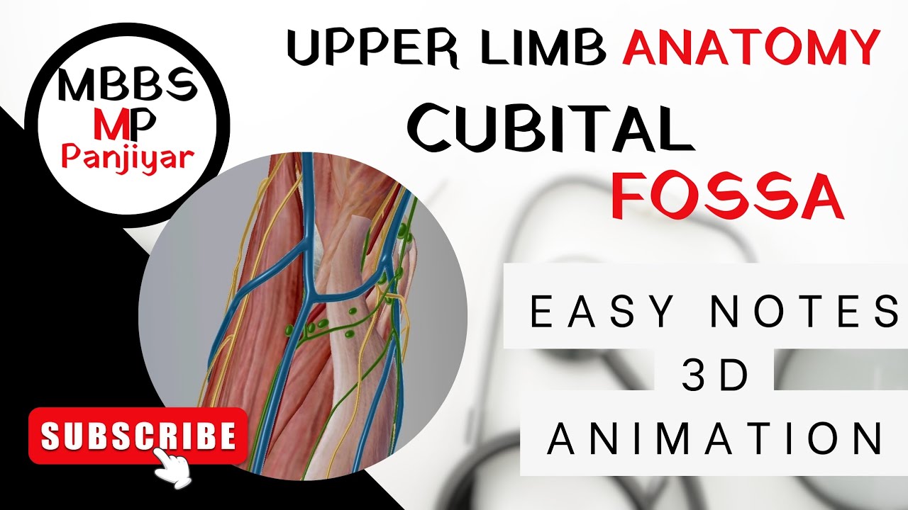 Cubital Fossa Upper Limb Anatomy 3D Animation with Notes!! MBBS ...