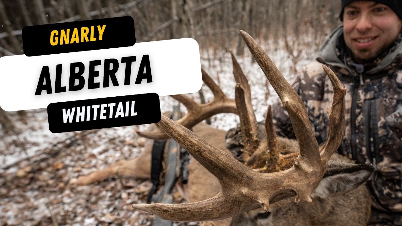 Gnarly Old Alberta Whitetail - My Third Giant Buck in 3 Years - He ...