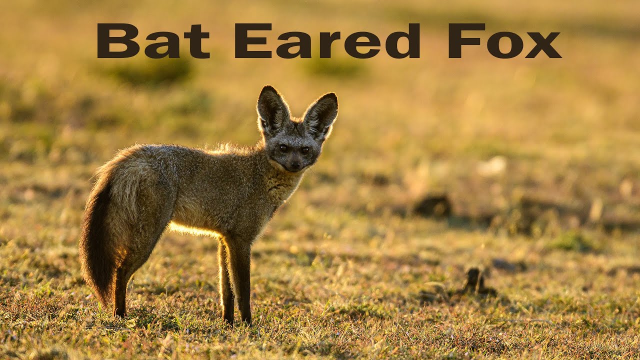 Bat Eared Fox eating termites in Savannah of Maasai Mara Kenya - YouTube