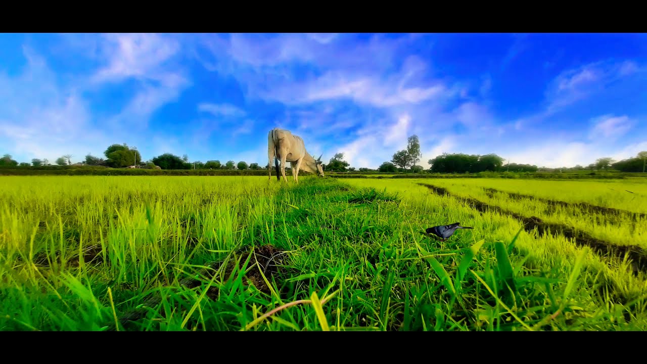 Village greenery | wonderful Sky | cow | Cinematic Location - YouTube