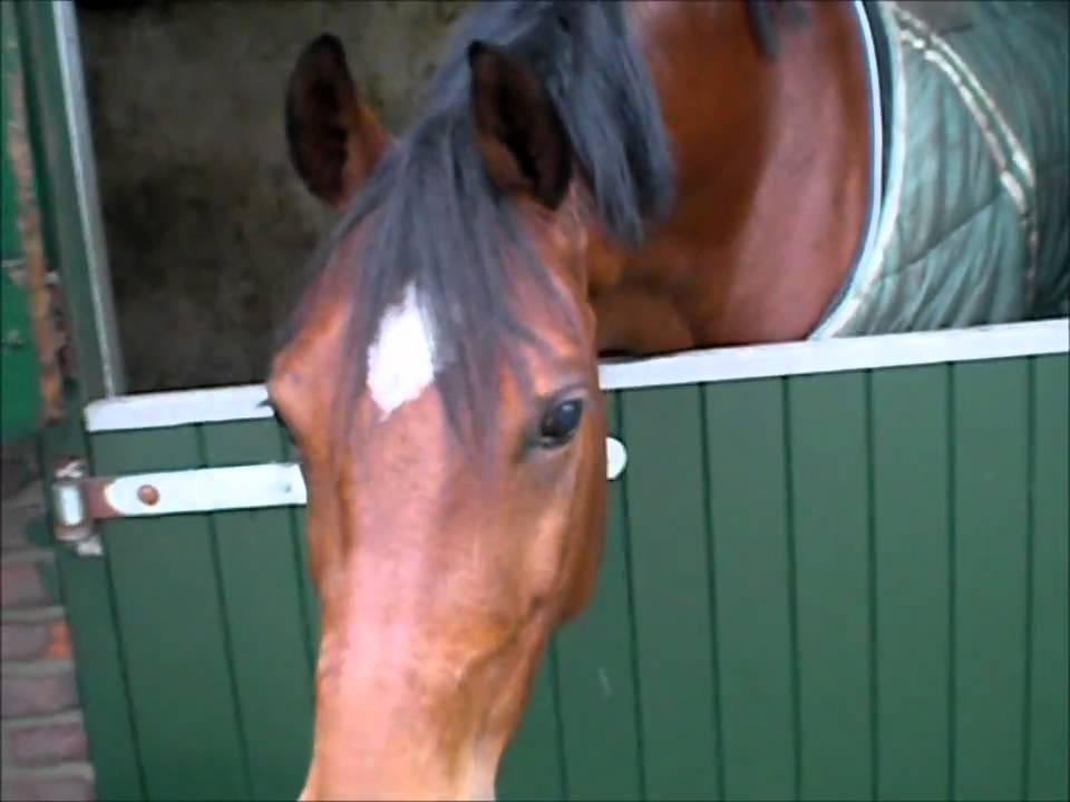 Spirit op stal. - YouTube