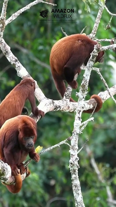 Red Howler Monkeys: Nature's Amazing Echoes of the Amazon! 🌿🦧 #wildlife ...