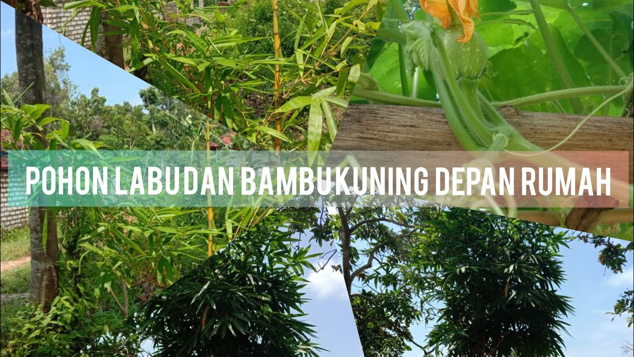 POHON LABU DAN BAMBU KUNING DI KAMPUNG#labu#bambukuning#kampung - YouTube